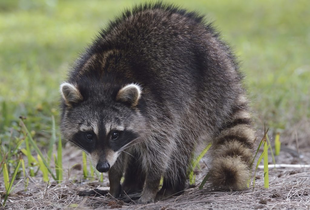 Get Rid of Raccoons Before Hibernation Season Begins in Indiana ...