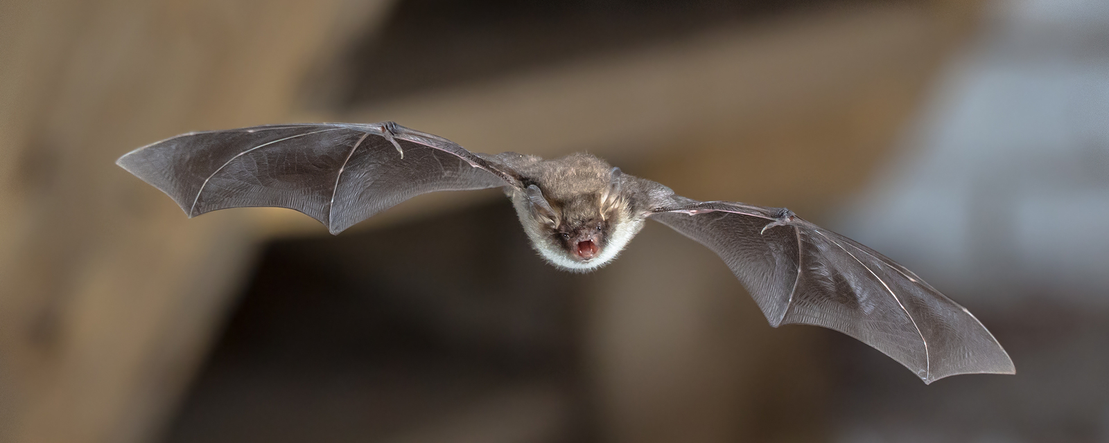 The Usual Signs of a Bat Infestation | Wildlife Removal Information