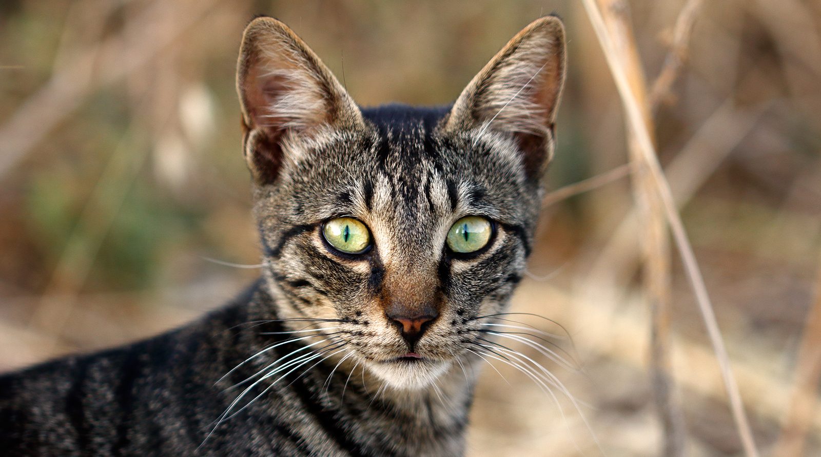 How to Keep Stray Animals Off Your Property | Wildlife Removal Information