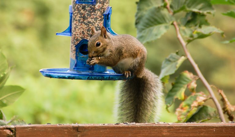 feeding wild animals tips | Wildlife Removal Information